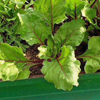 Ruby Queen Heirloom Beet Seeds | Terroir Seeds