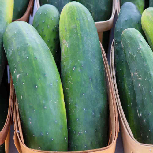Heirloom Cucumber Seeds | Terroir Seeds