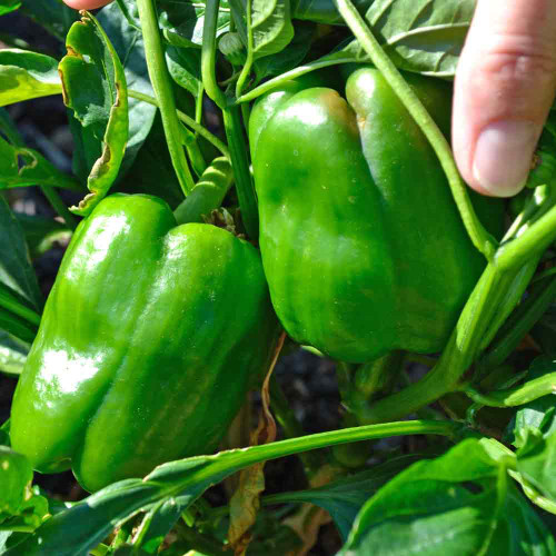 Melrose Sweet Pepper Seeds | Terroir Seeds