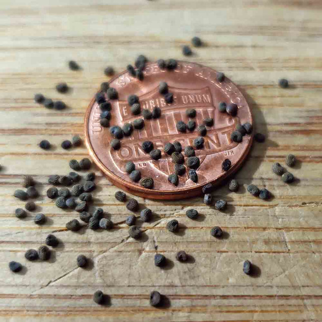 Sculpit /Stridolo Heirloom Seeds | Terroir Seeds