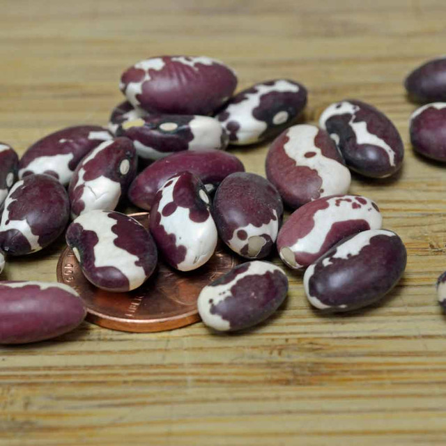 Anasazi Heirloom Bush Bean Seeds | Terroir Seeds