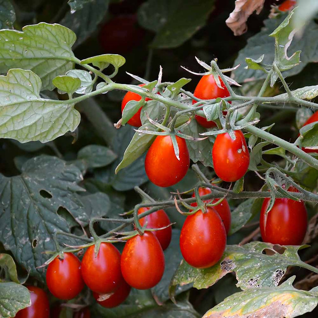 Heirloom Cherry Roma Tomato Seeds | Terroir Seeds