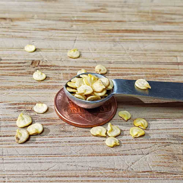 Heirloom Jupiter Sweet Pepper Seeds | Terroir Seeds