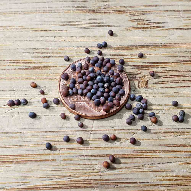 Mizuna Heirloom Mustard Seeds | Terroir Seeds
