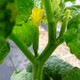 Beit Alpha Heirloom Cucumber Seeds | Terroir Seeds