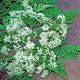 Cumin Seeds | Terroir Seeds