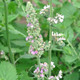 Heirloom Catnip Seeds | Terroir Seeds