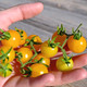 Wild Galapagos Tomato Seeds | Terroir Seeds