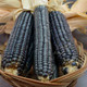 Heirloom Corn Seeds | Terroir Seeds