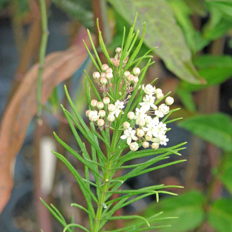Whorled Milkweed Seeds