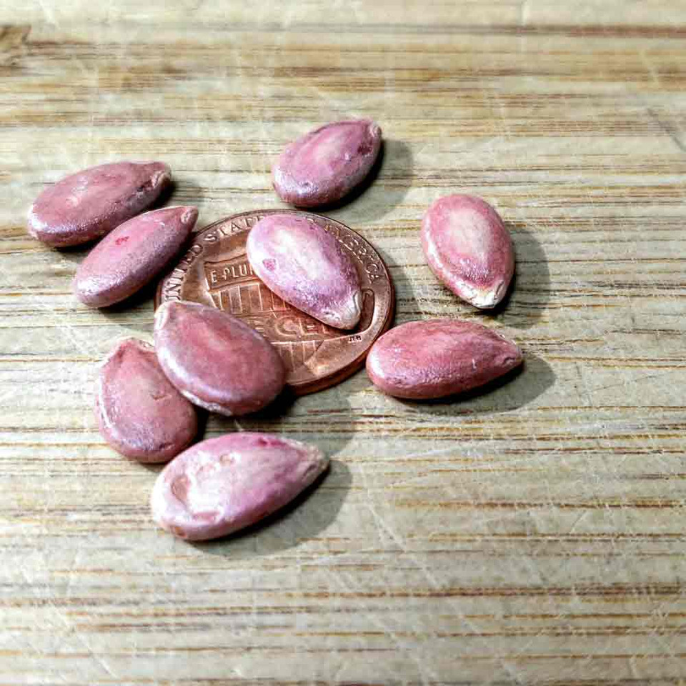 Heirloom Red Seeded Citron Melon Seeds | Terroir Seeds