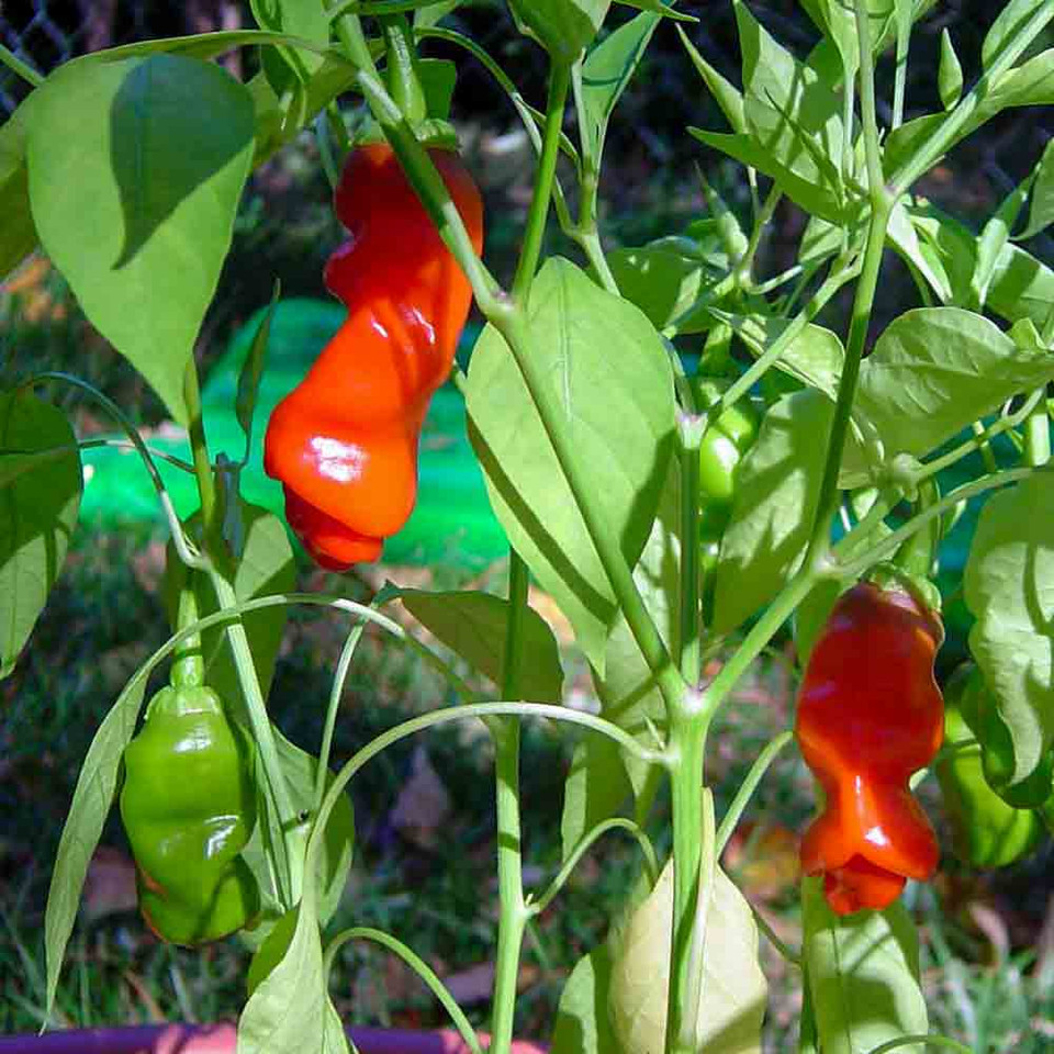 Heirloom Red Peter Pepper Seeds | Terroir Seeds