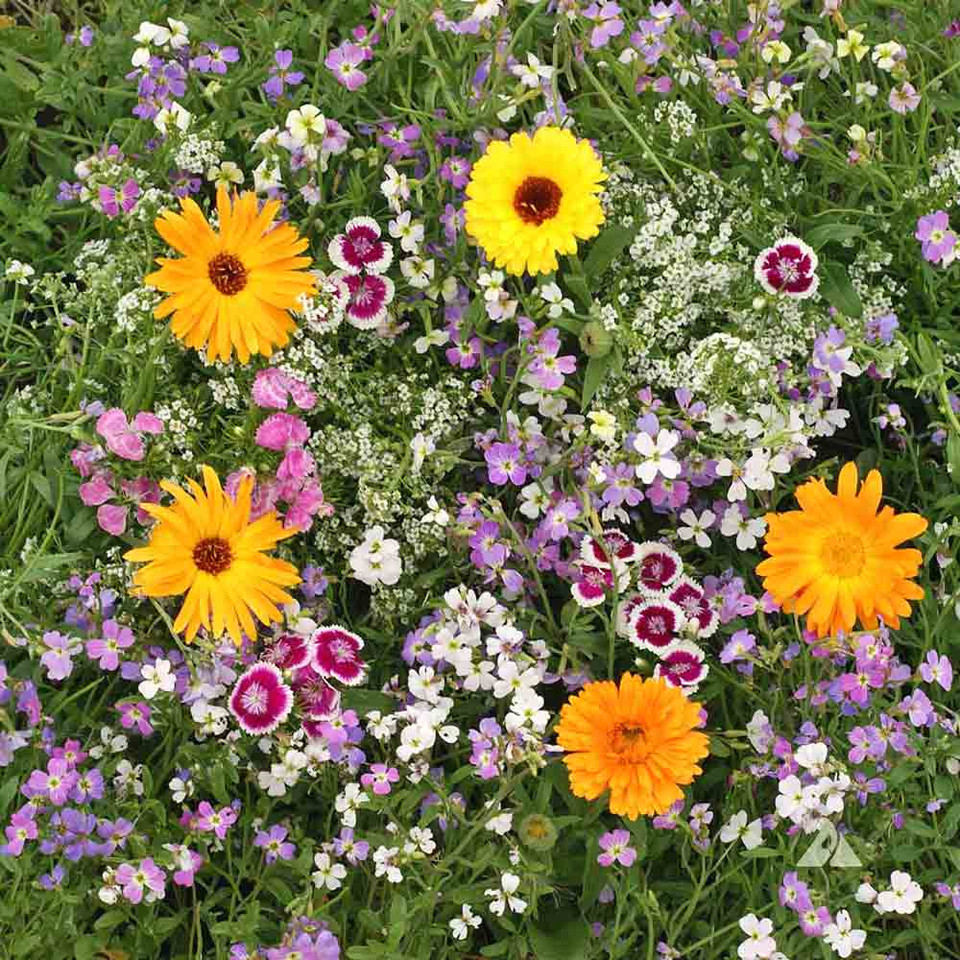 Monarch Butterfly Heirloom Flower Mix Seeds | Terroir Seeds