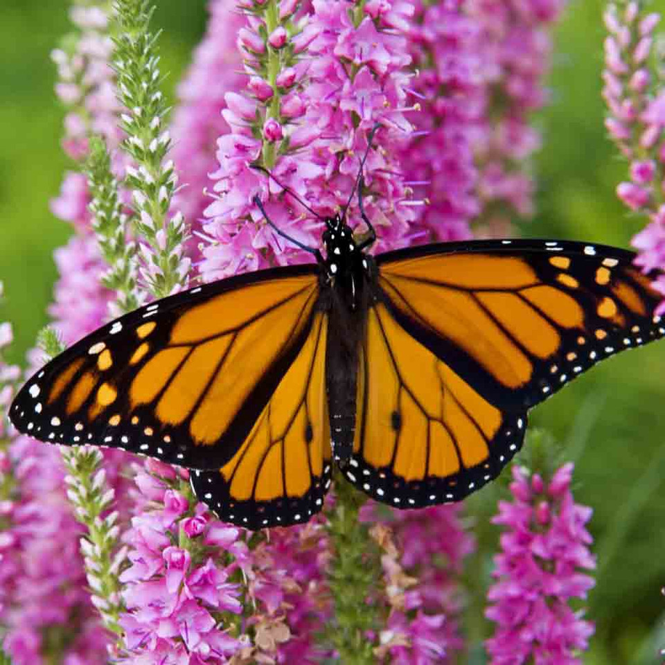 Monarch Butterfly Heirloom Flower Mix Seeds | Terroir Seeds