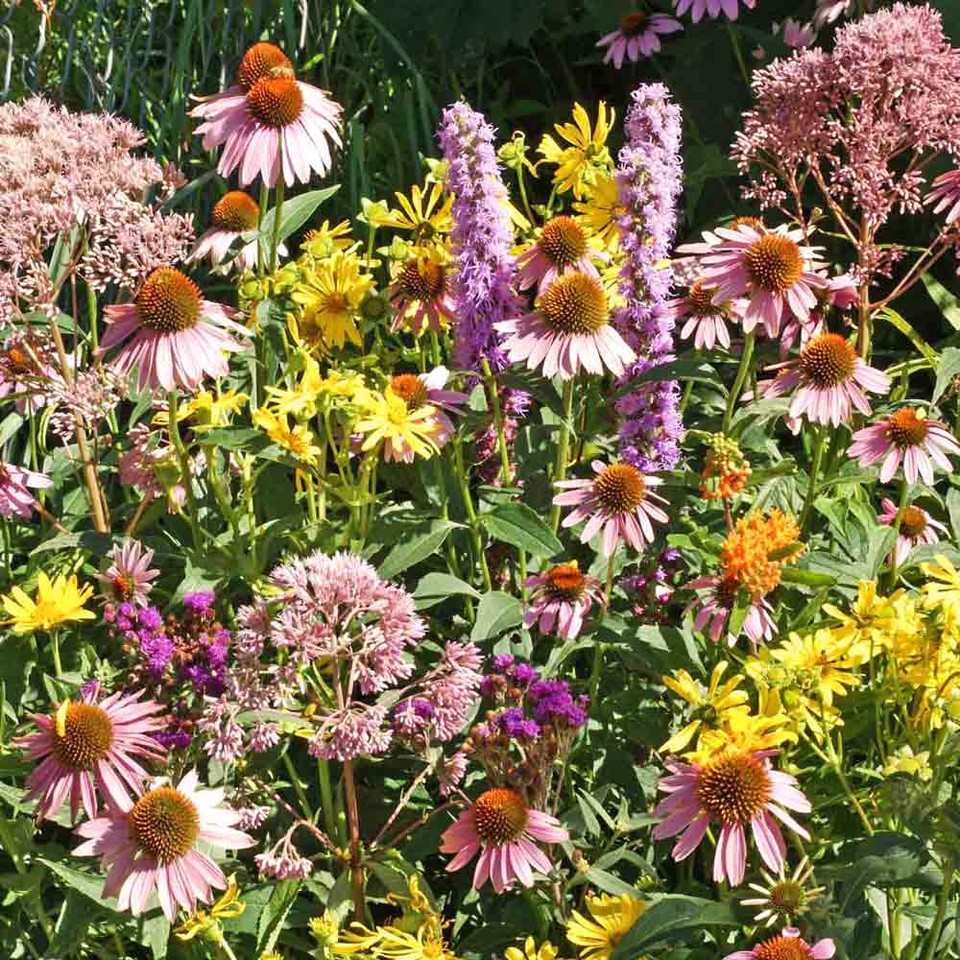 Monarch Butterfly Heirloom Flower Mix Seeds | Terroir Seeds