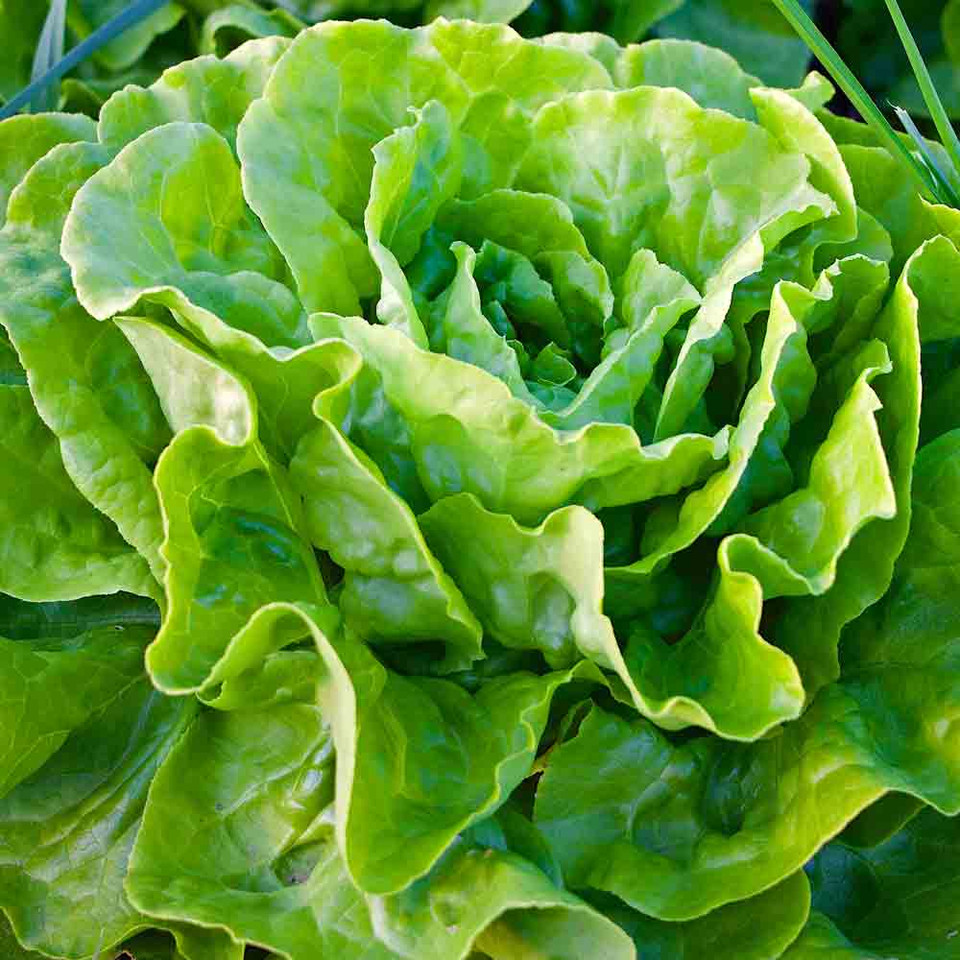 Buttercrunch Bibb Heirloom Lettuce Seeds | Terroir Seeds