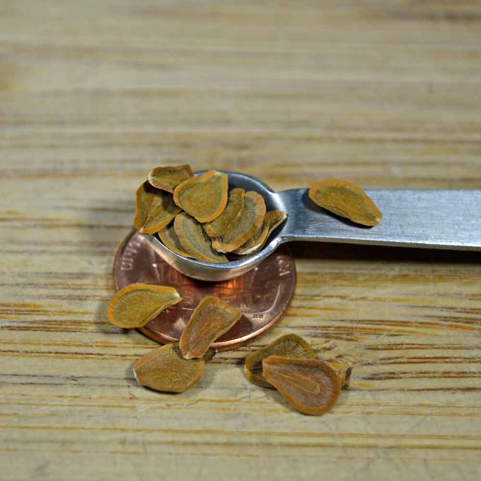 Antelope/Spider Milkweed Seeds | Terroir Seeds
