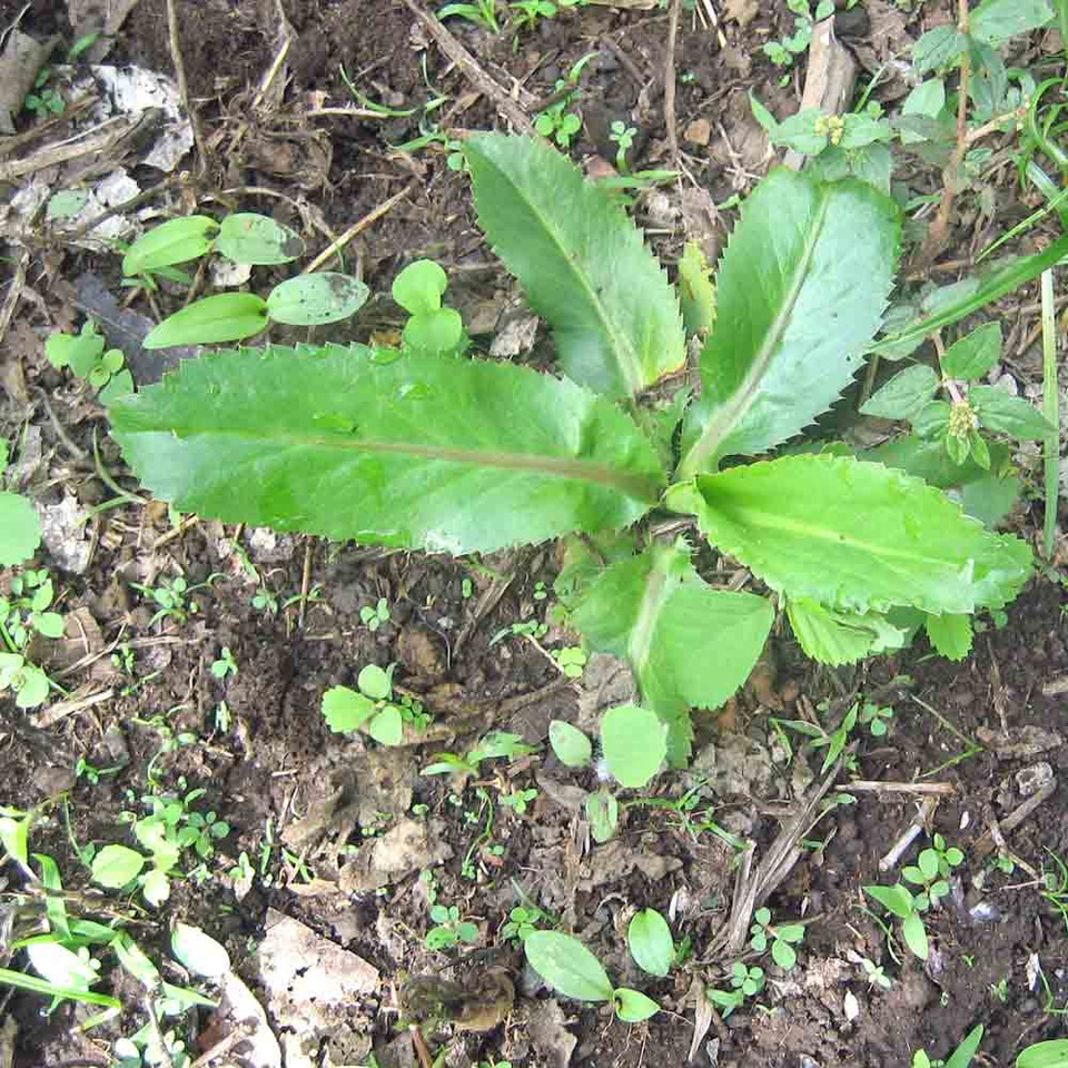 Culantro Heirloom Seeds | Terroir Seeds