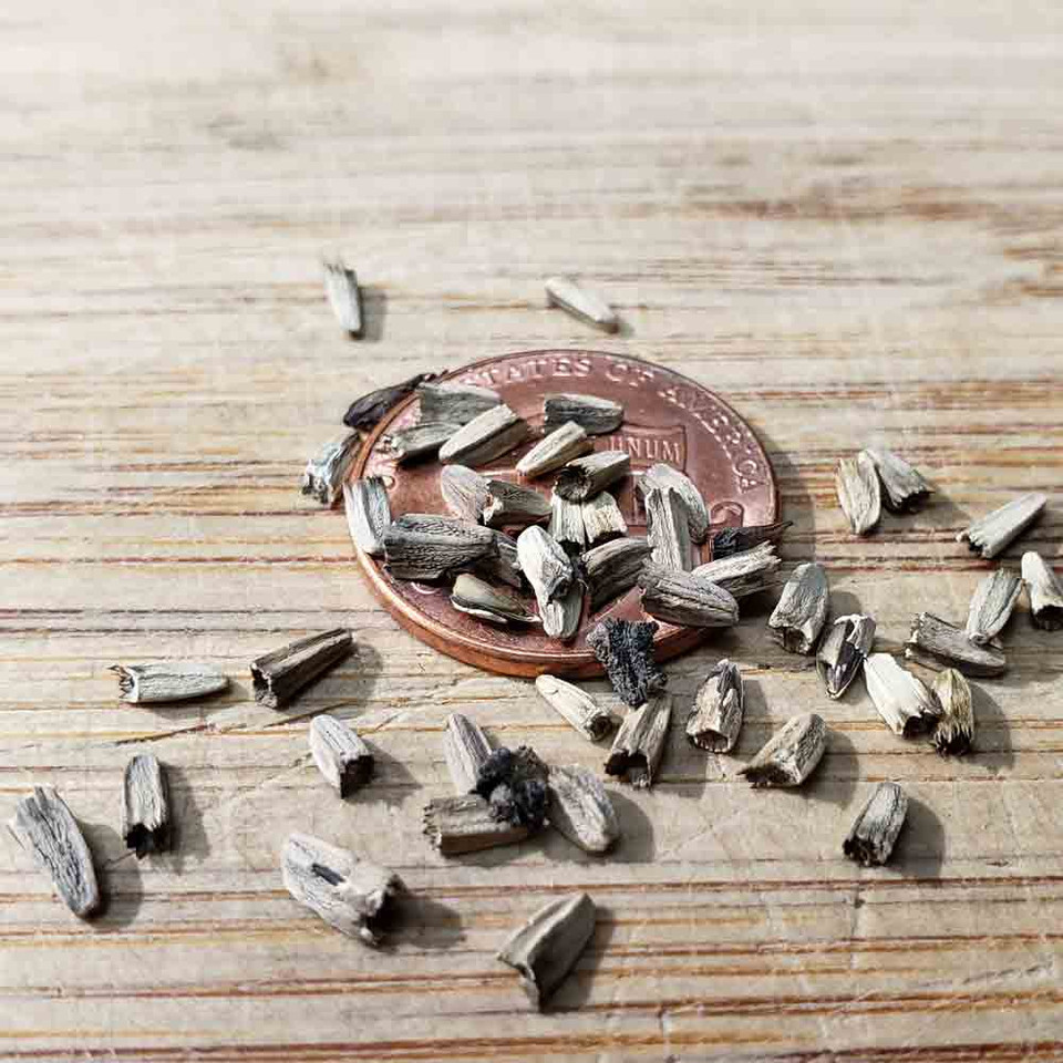 Purple Coneflower Echinacea Heirloom Seeds | Terroir Seeds