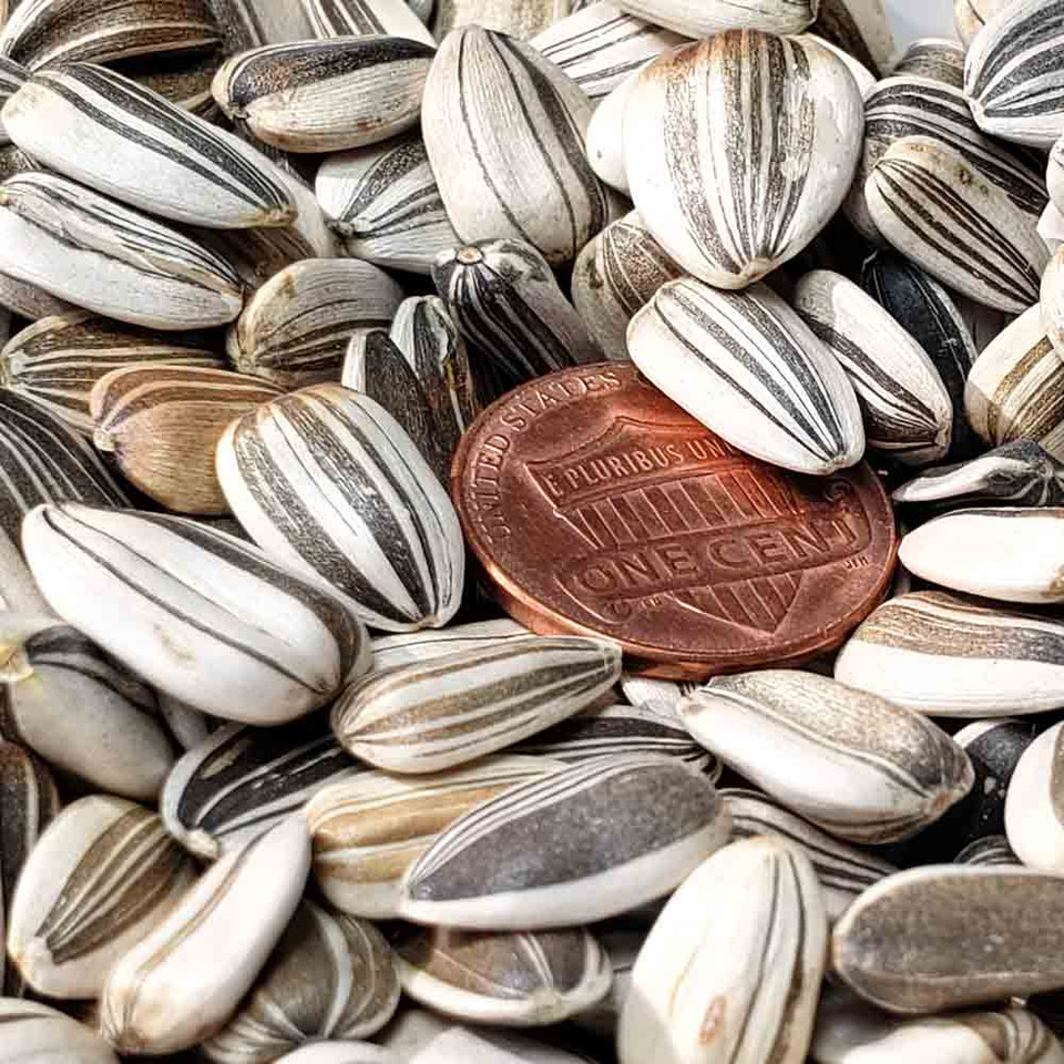 Heirloom Dwarf Sunspot Sunflower Seeds | Terroir Seeds