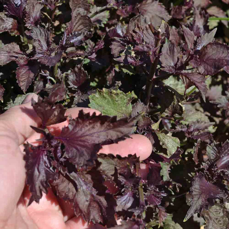 Red Shiso/Perilla Seeds | Terroir Seeds