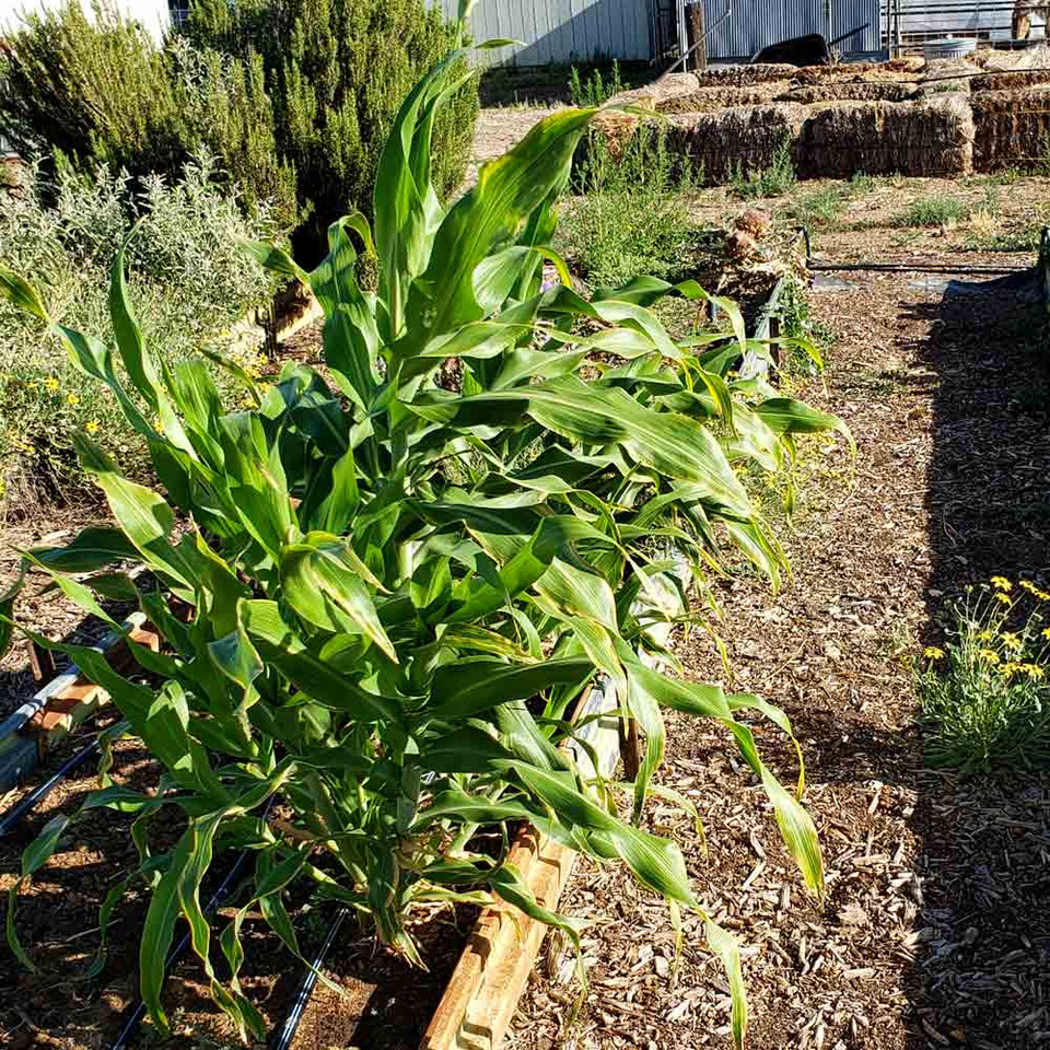 Heirloom Broom Corn Seeds | Terroir Seeds