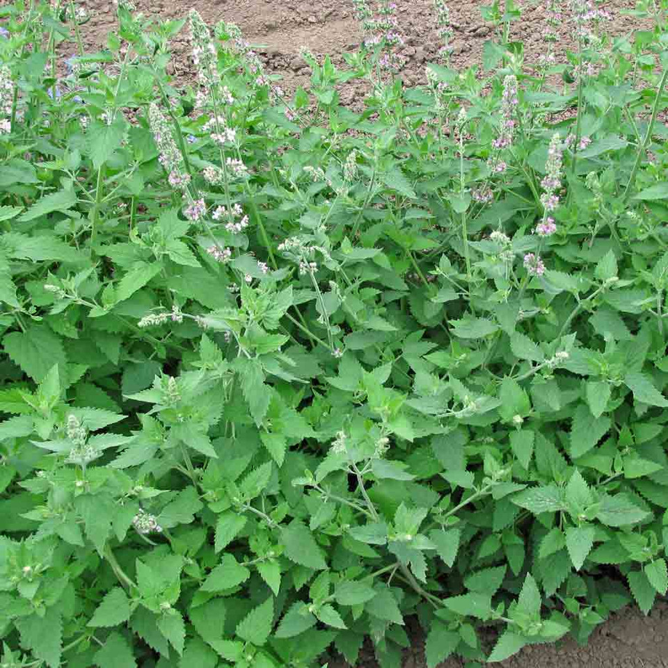 Heirloom Catnip Seeds | Terroir Seeds