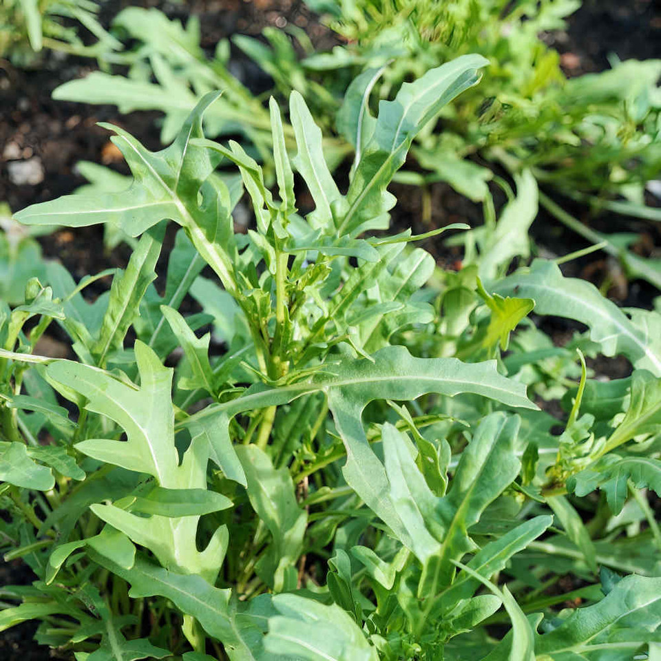 Heirloom Arugula Seeds | Terroir Seeds