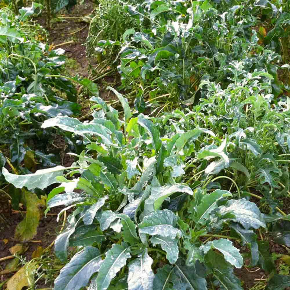 Spigariello Heirloom Broccoli Seeds | Terroir Seeds