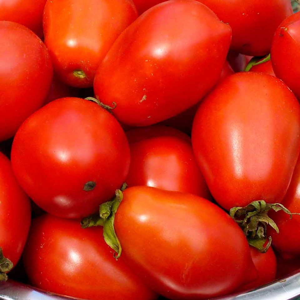 Heirloom Amish Paste Tomato Seeds | Terroir Seeds