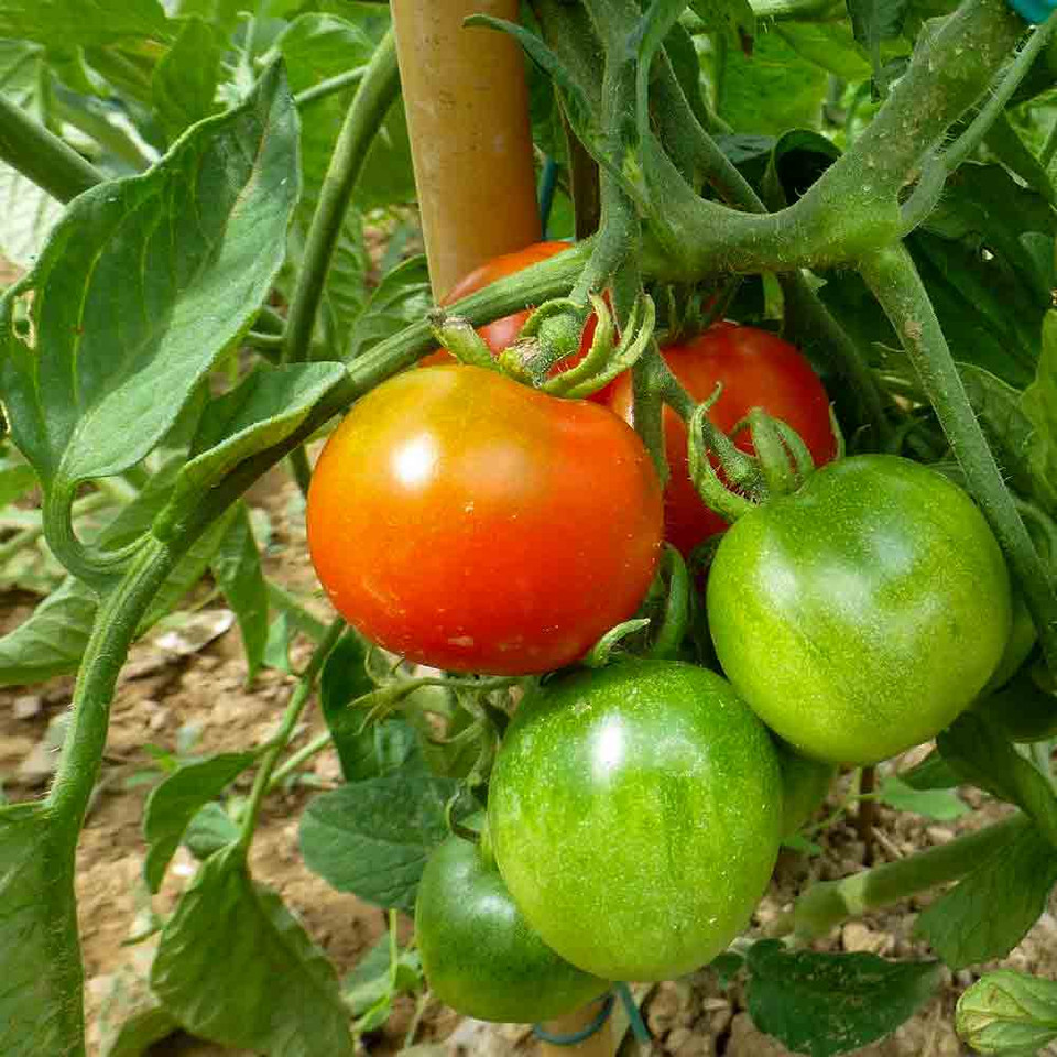 Heirloom Stupice Tomato Seeds | Terroir Seeds