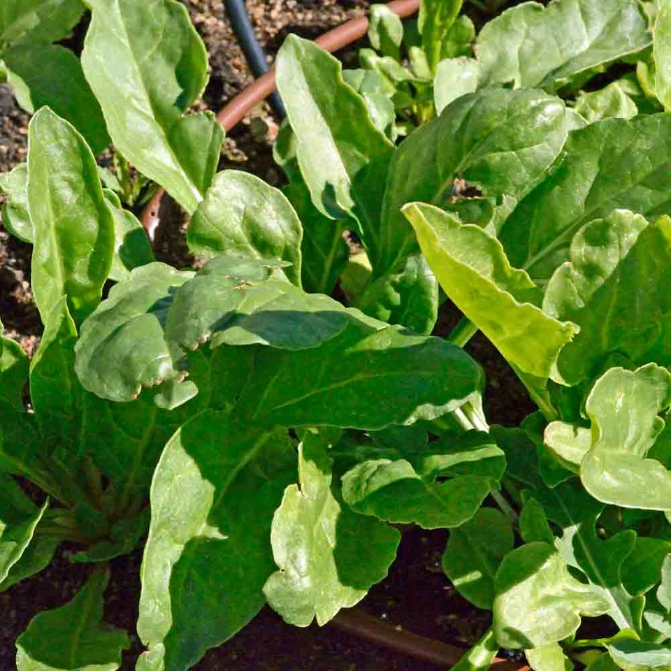 Spinach-Beet Greens/Bietina/Bieta Heirloom Seeds | Terroir Seeds