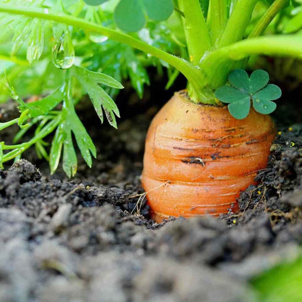Little Finger Heirloom Carrot Seeds | Terroir Seeds