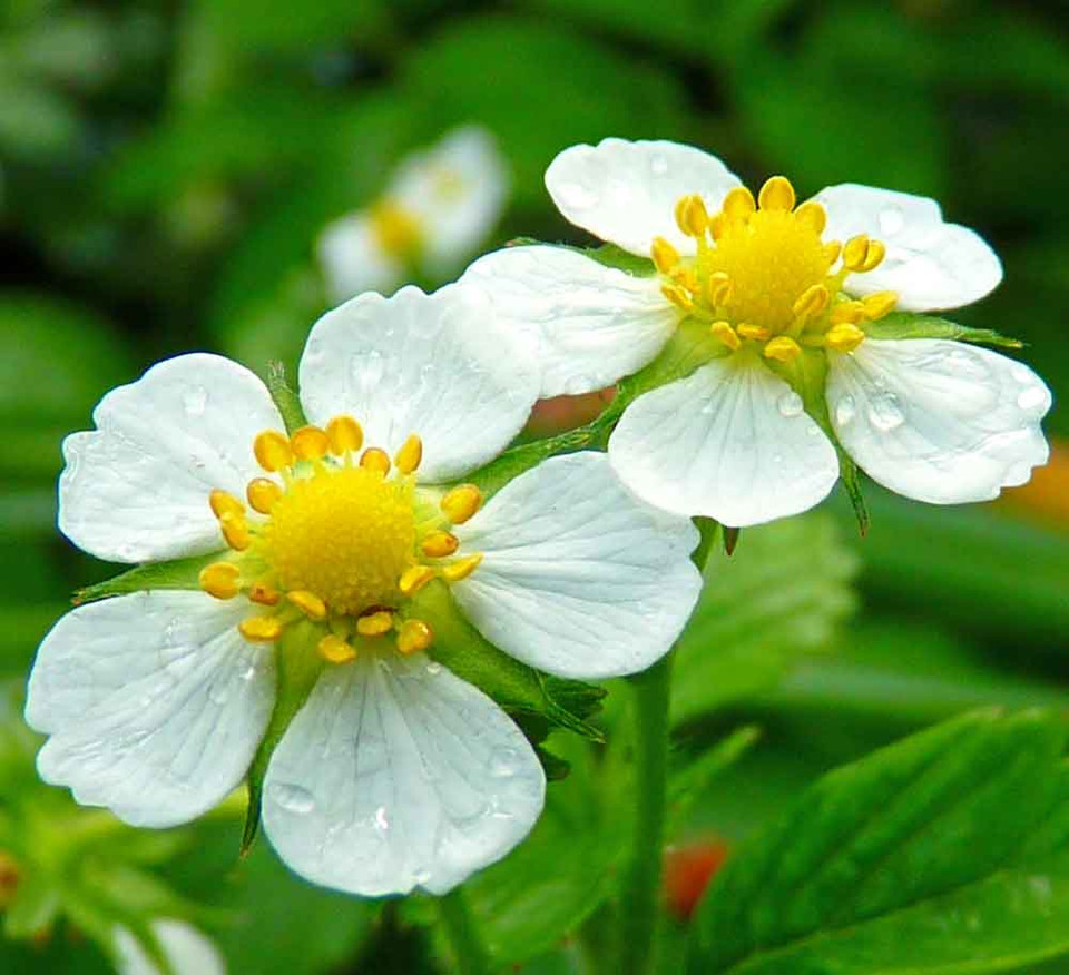 Yellow Wonder Heirloom Alpine Strawberry Seeds | Terroir Seeds