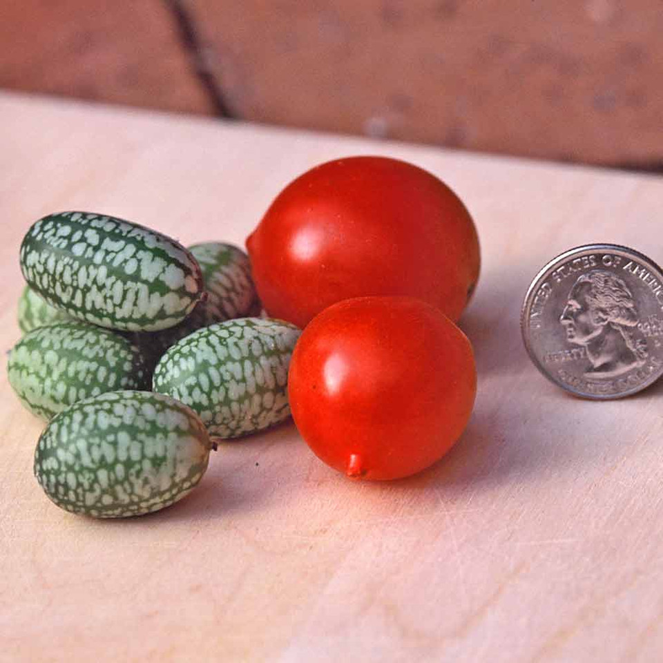 Cucamelon/Mouse Melon Heirloom Seeds | Terroir Seeds