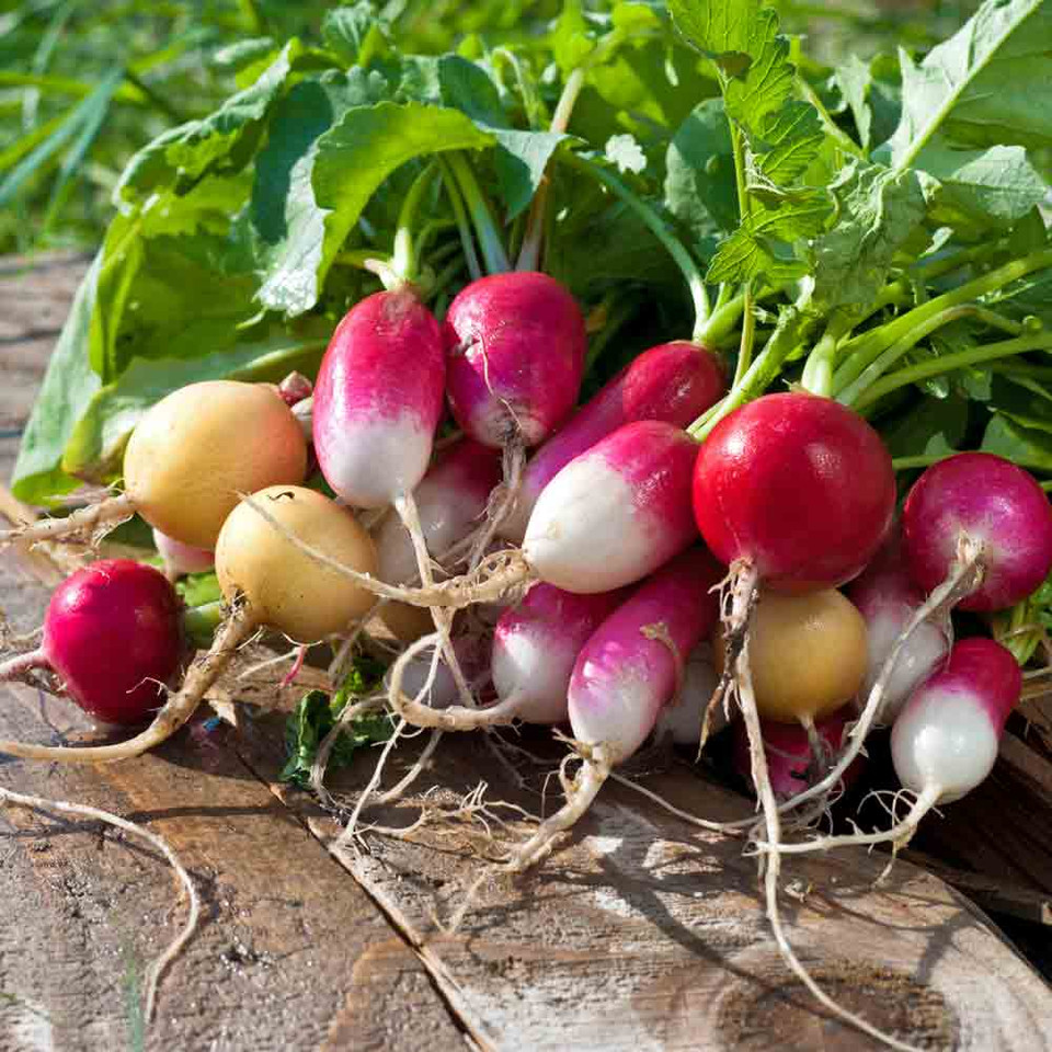 Easter Egg Blend Heirloom Radish Mix Seeds | Terroir Seeds