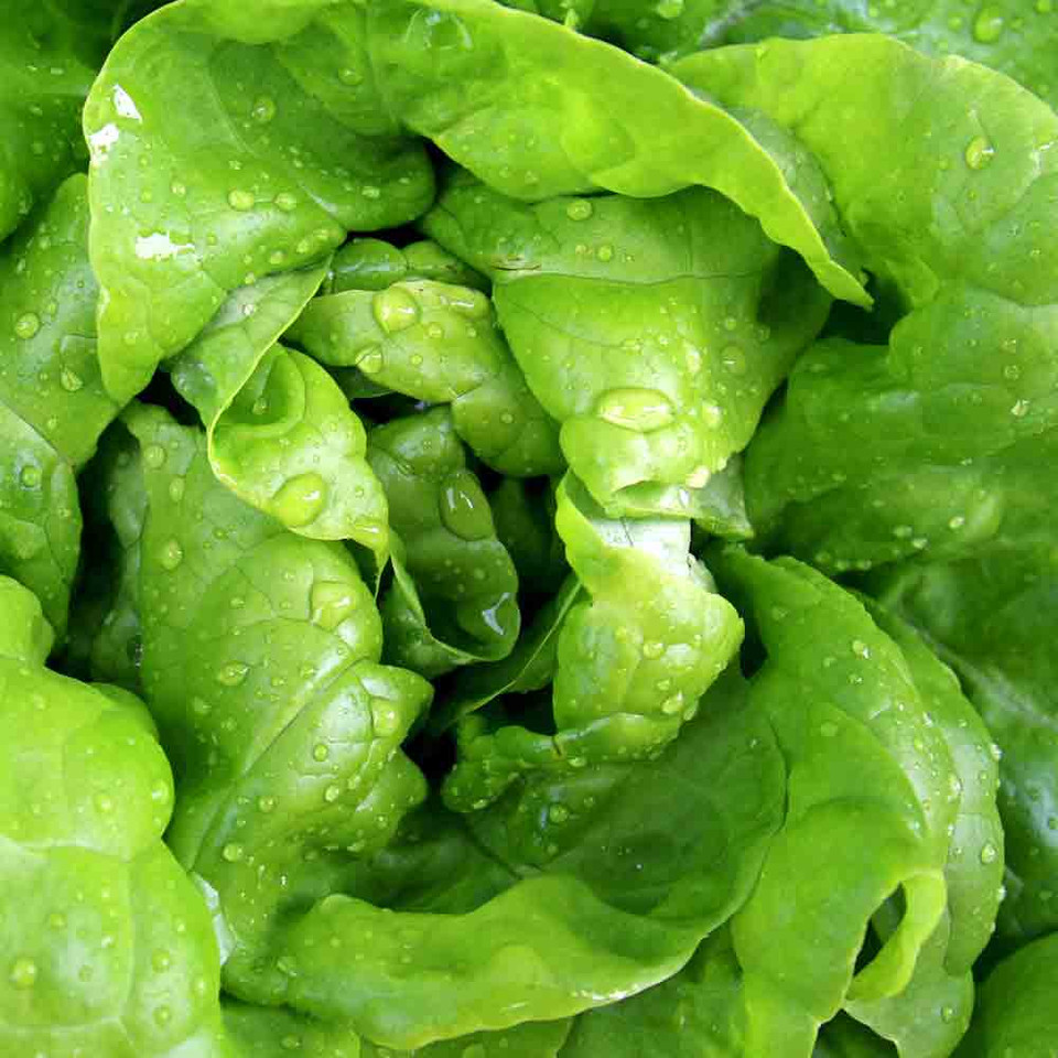 Gourmet Lettuce Blend Heirloom Seeds | Terroir Seeds