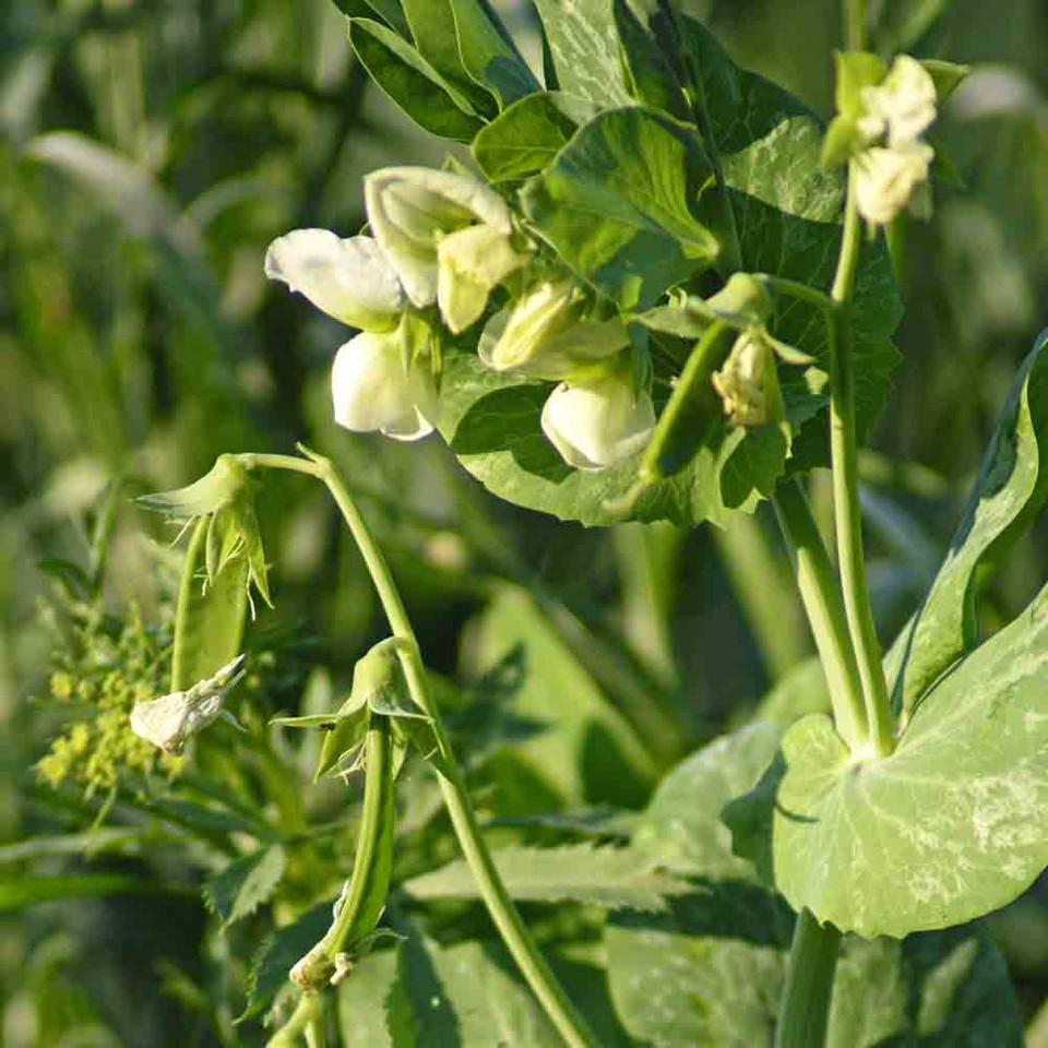Alaska Heirloom Pea Seeds | Terroir Seeds