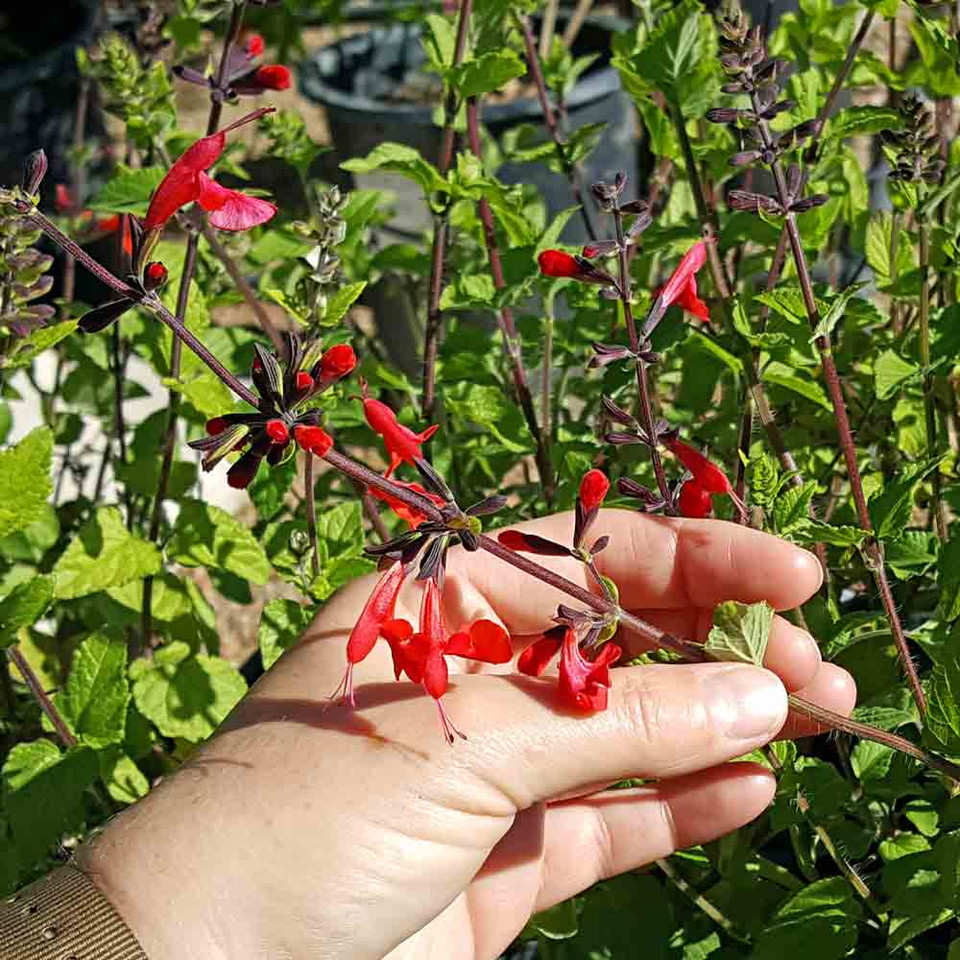 Hummingbird Garden Heirloom Seed Collection | Terroir Seeds