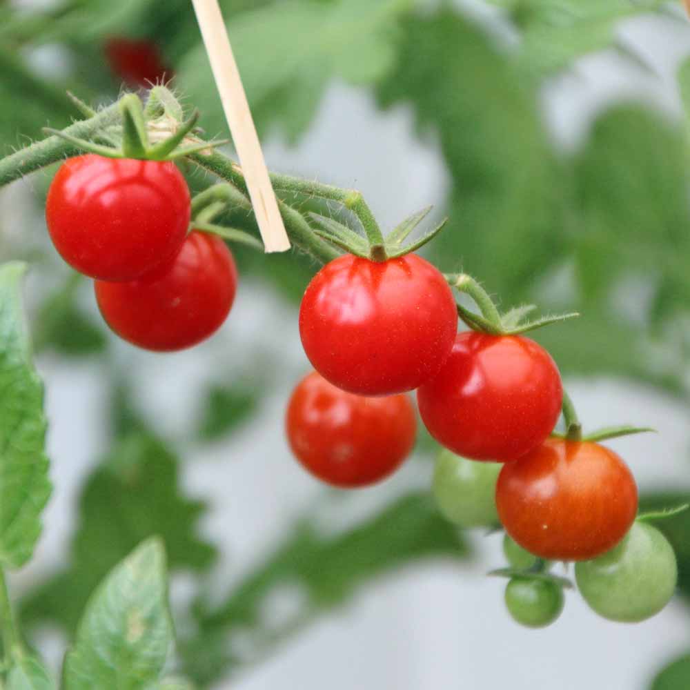 Mexico Midget Heirloom Tomato Seeds | Terroir Seeds