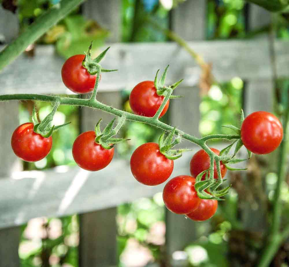 Sweet Pea Heirloom Currant Tomato Seeds | Terroir Seeds