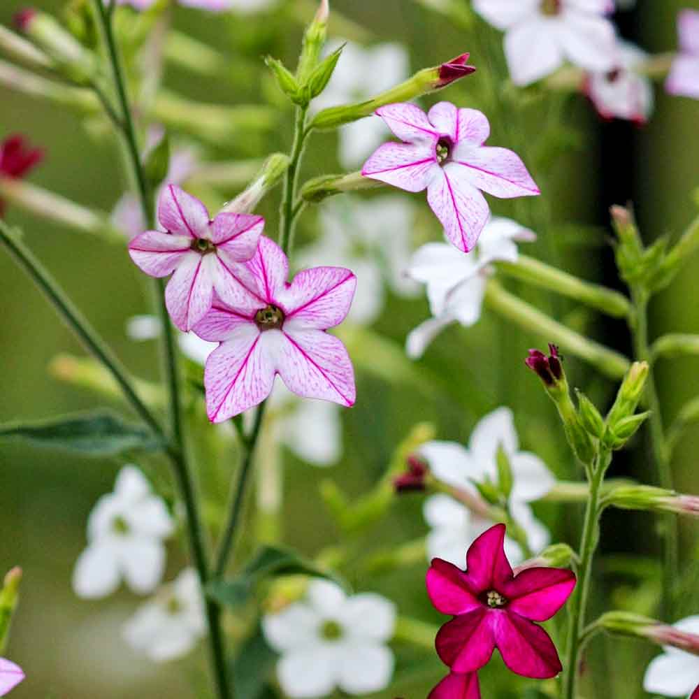 flowering tobacco plant care