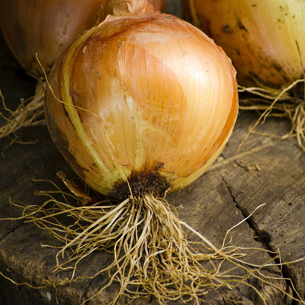 yellow or brown onion