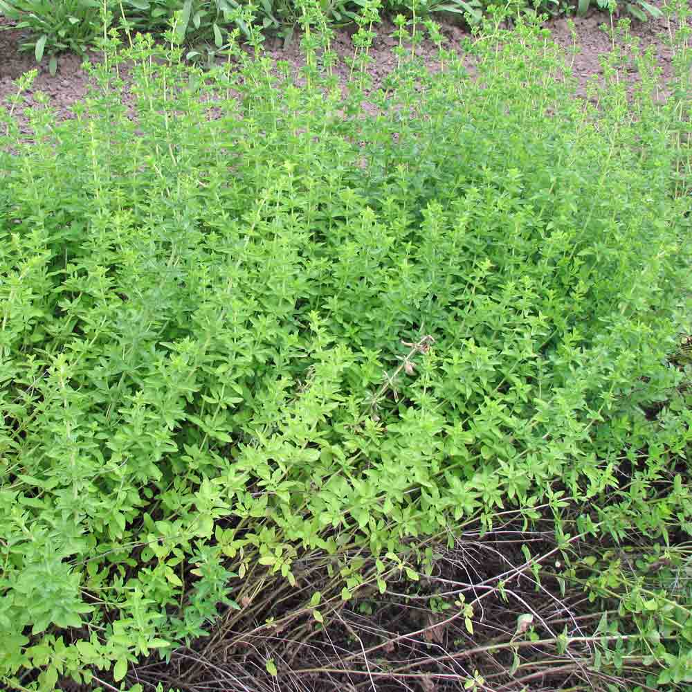 Greek Oregano Plant Oregano Greek • Seed Station