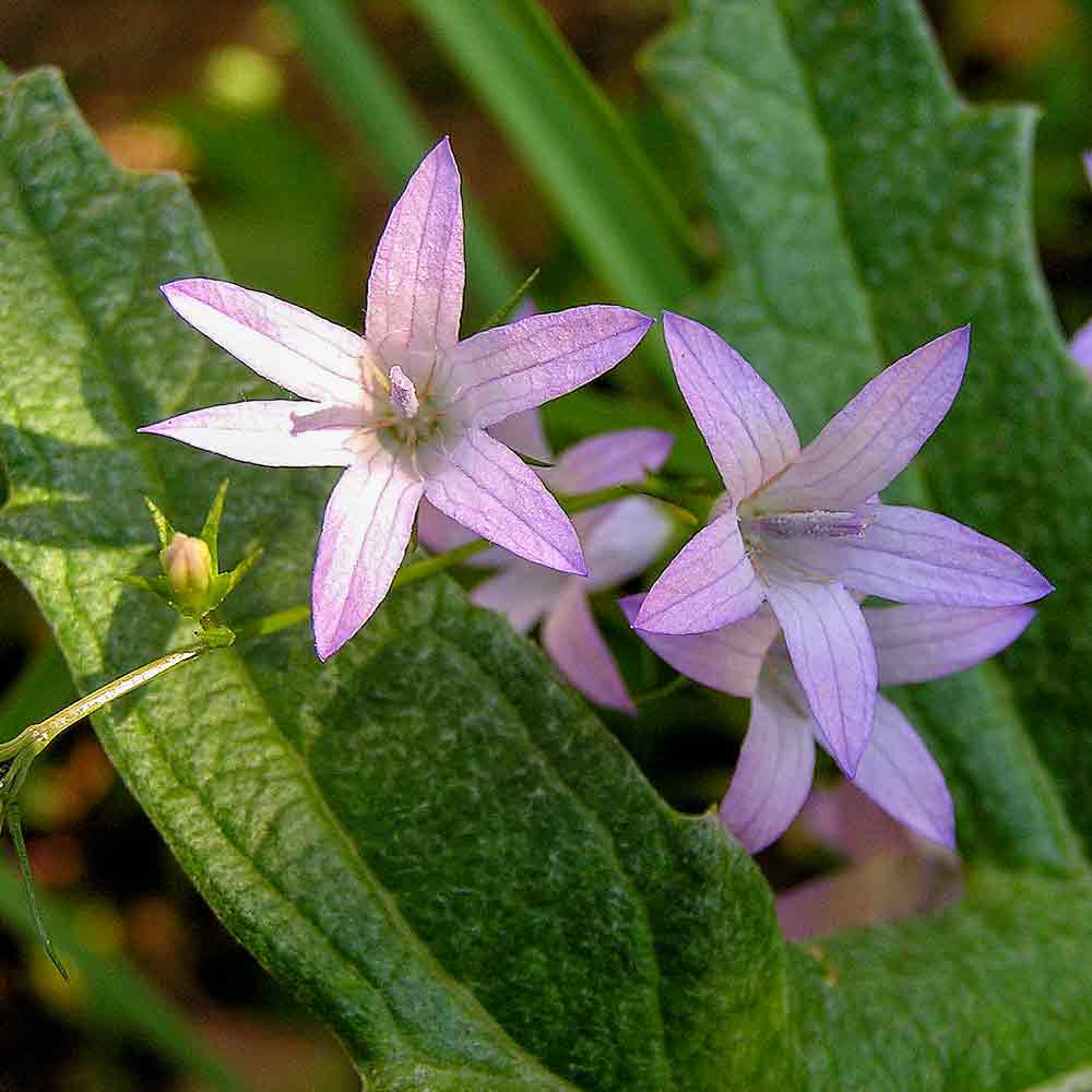 Heirloom Rampion Seeds | Terroir Seeds