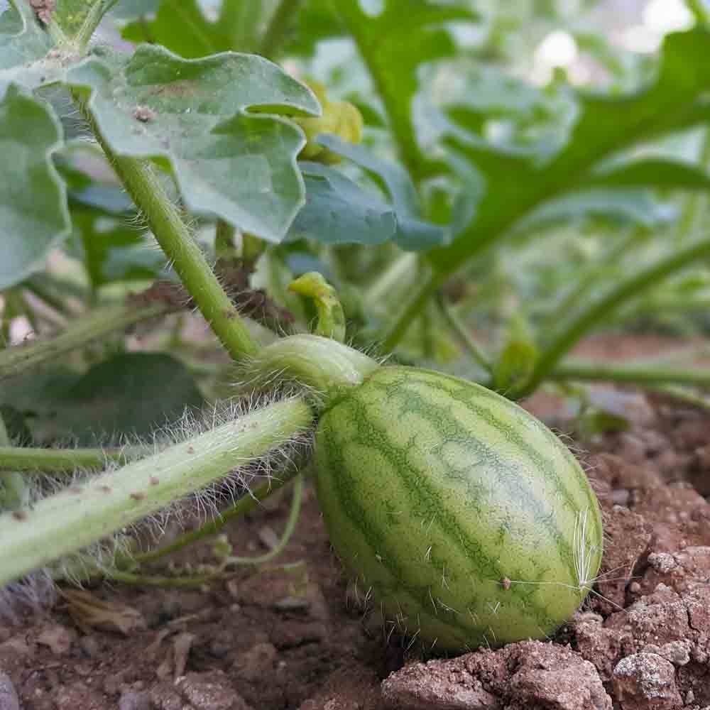 Mini Watermelon Plants Watermelon Sugar Baby (20sds) | WHT Wellgrow