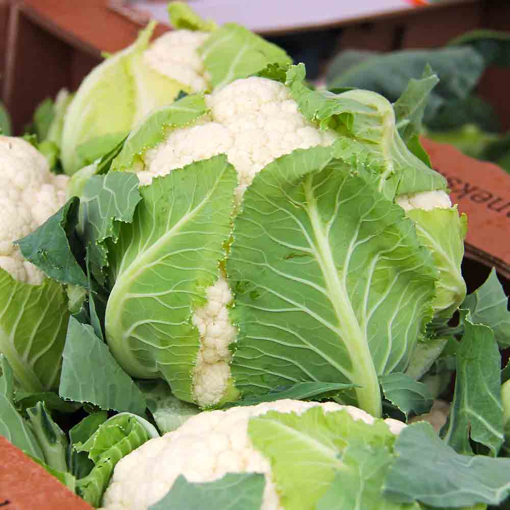 Snowball Y Improved Heirloom Cauliflower Seeds | Terroir Seeds