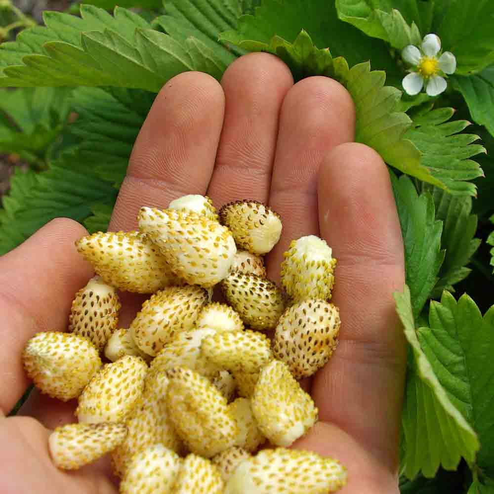 Yellow Wonder Heirloom Alpine Strawberry Seeds | Terroir Seeds