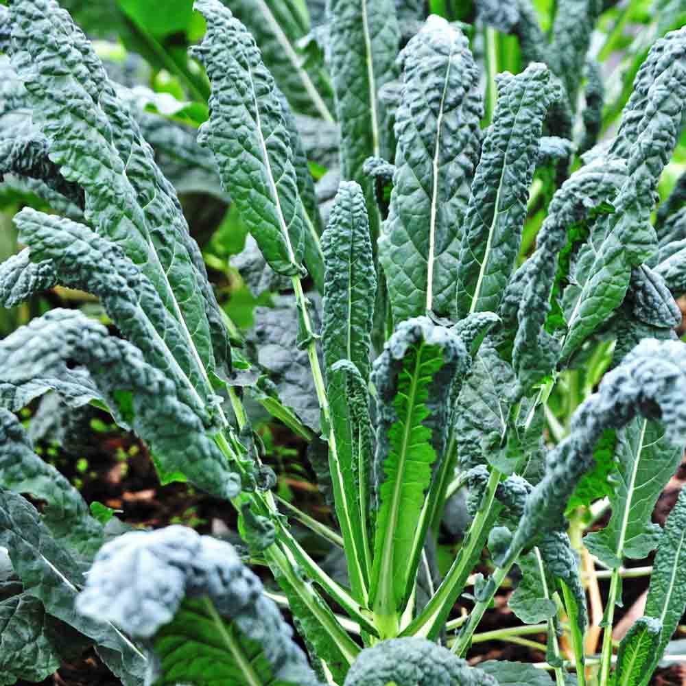 Lacinato Heirloom Kale Seeds | Terroir Seeds
