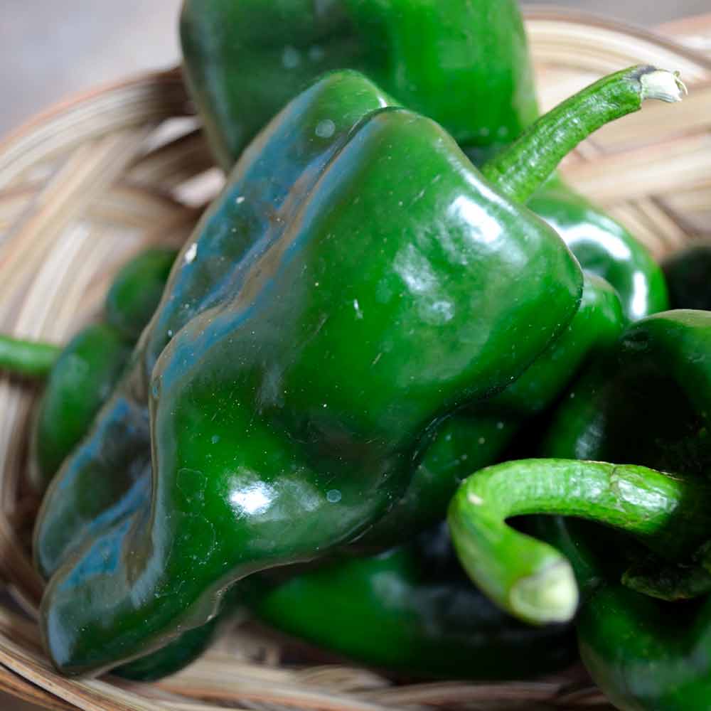 Poblano/Ancho Heirloom Pepper Seeds | Terroir Seeds